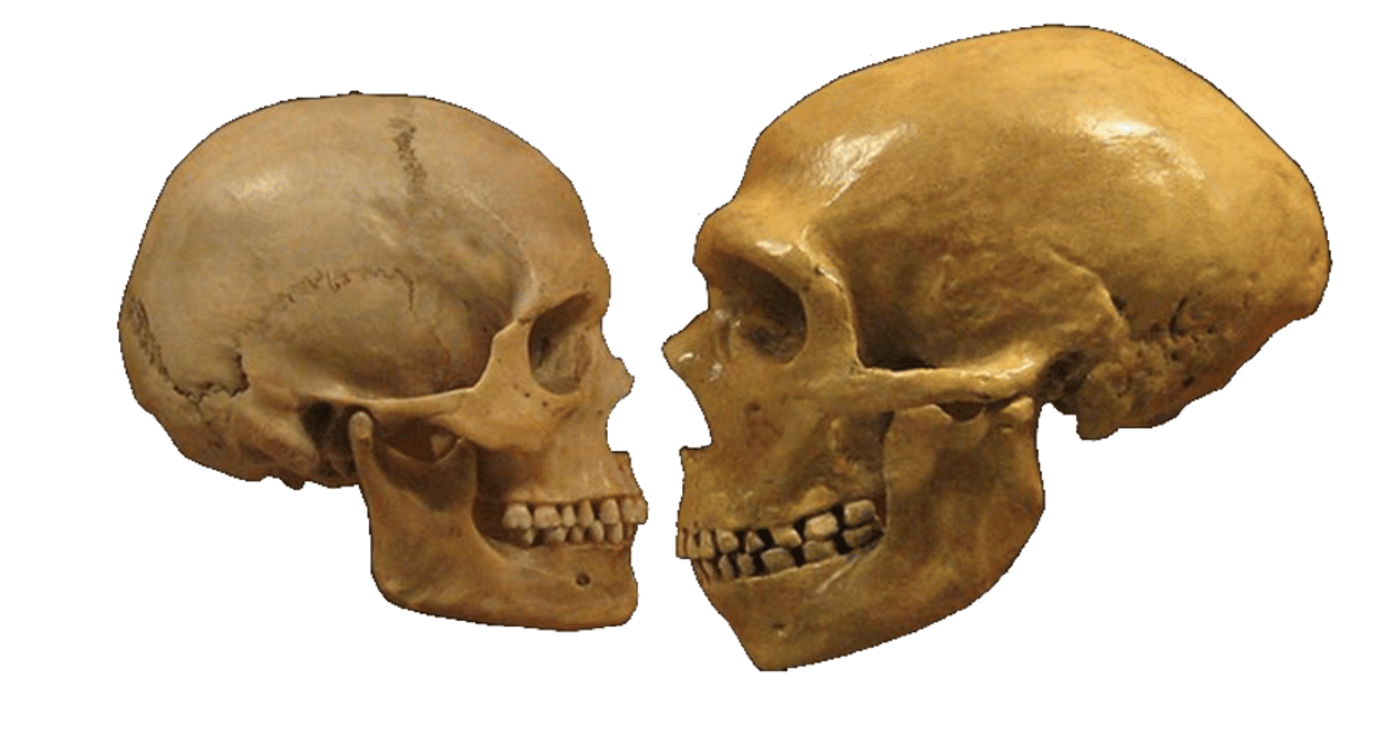 Neanderthal Brow Ridge: Origin Of A Protruding Forehead