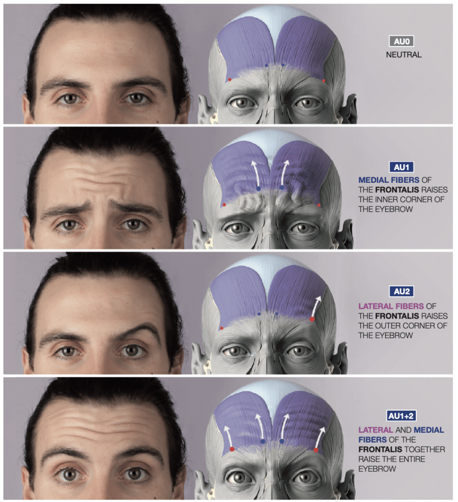 Understanding The Forehead Muscles: Preventing Brow Droop