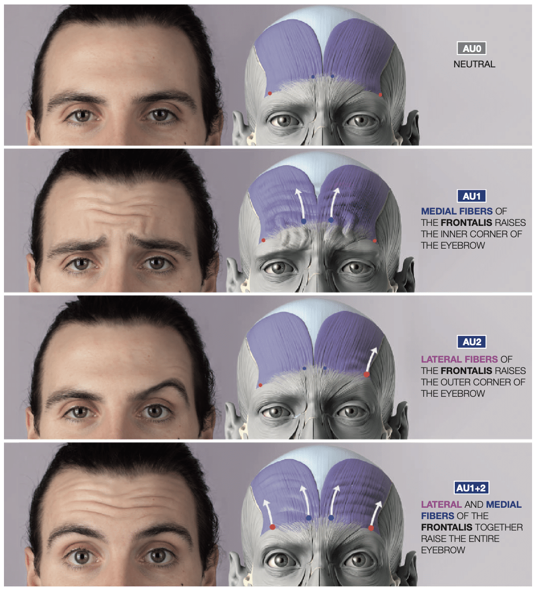 Understanding The Forehead Muscles: Preventing Brow Droop