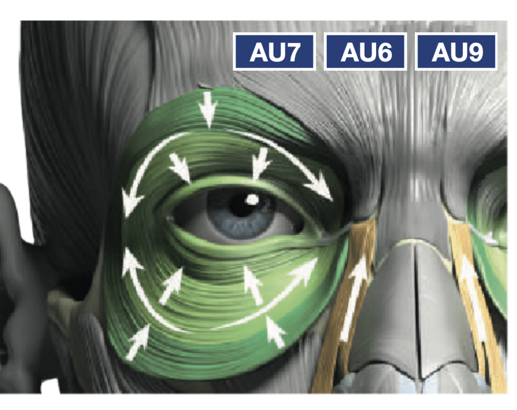 Understanding The Forehead Muscles: Preventing Brow Droop