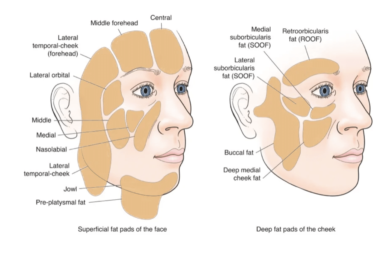 Ozempic Face And Orbital Bone Changes After Weight Loss