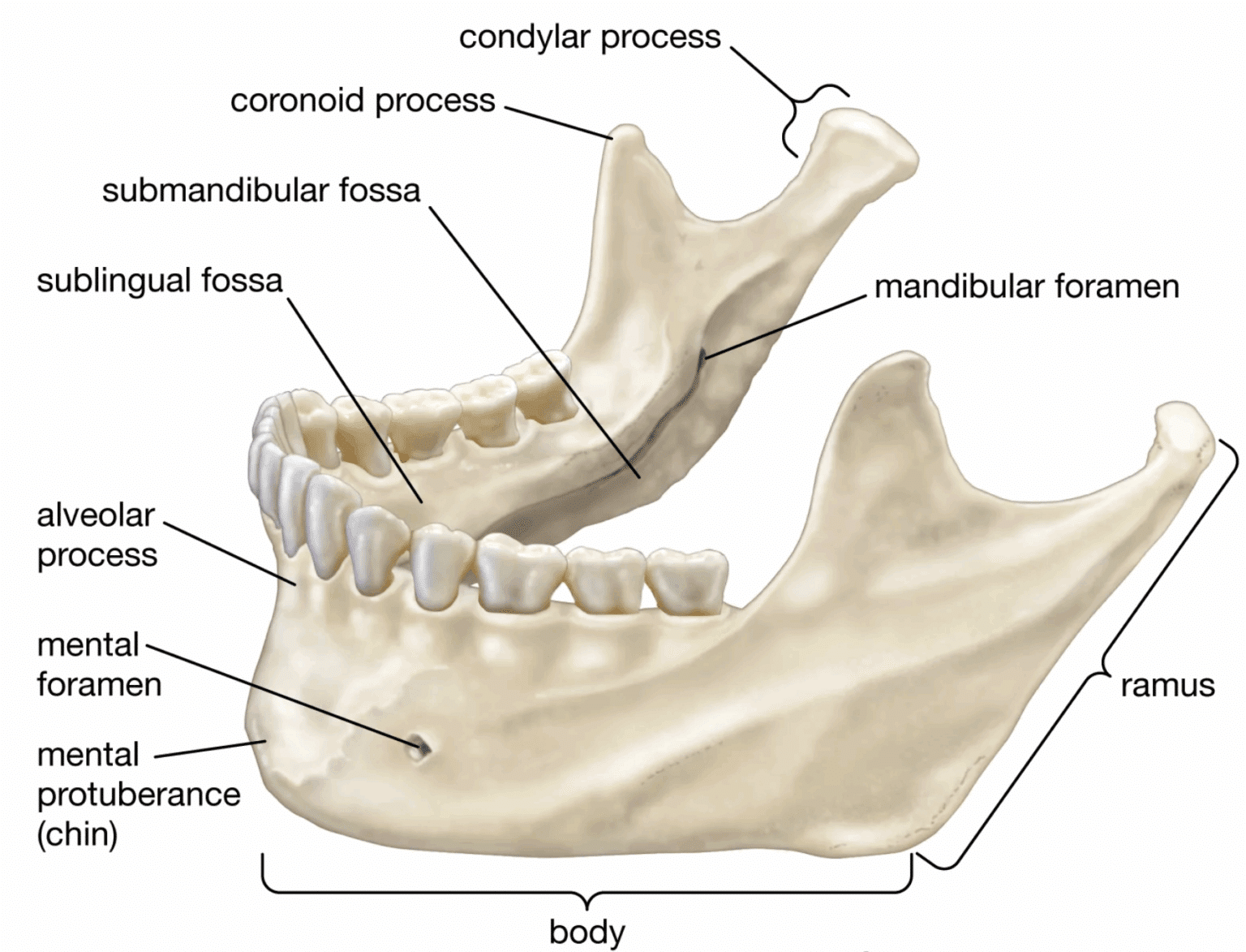 Jaw Angle Implants: A Complete Guide
